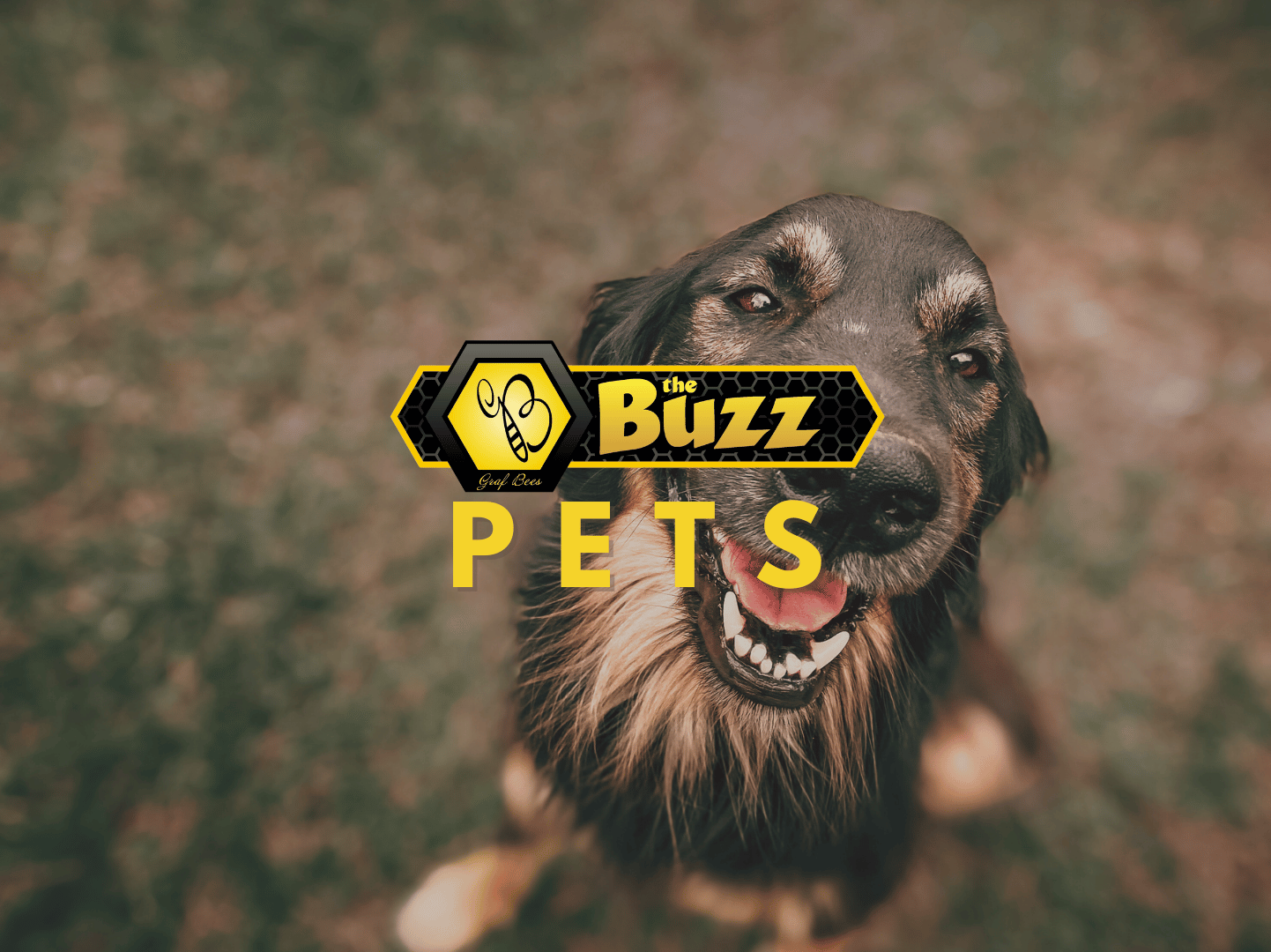 Pets – Graf Bees