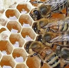 Graf Bees - Raw Honey Straight From The Hive
